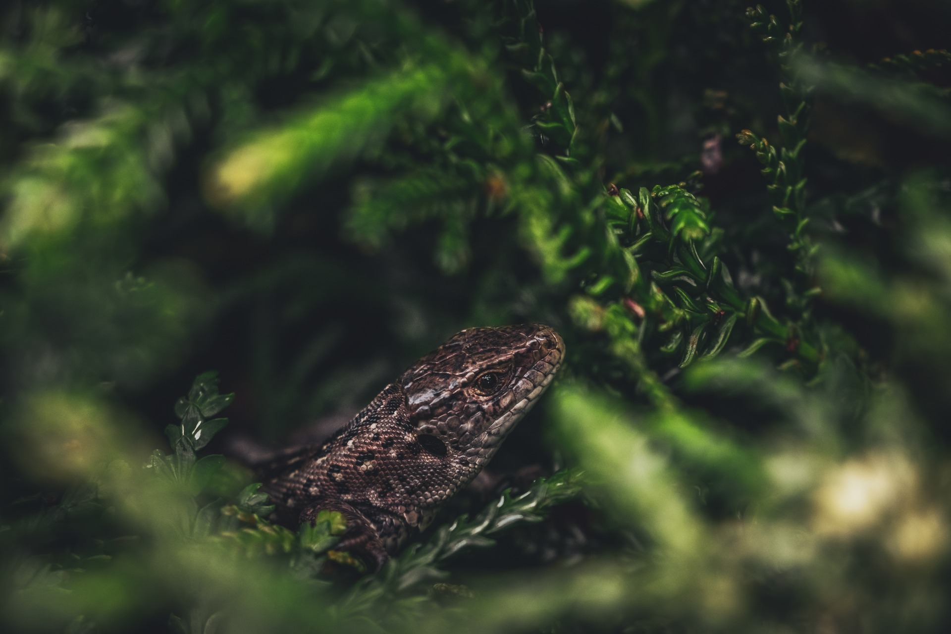 zvířata :: david ullmann