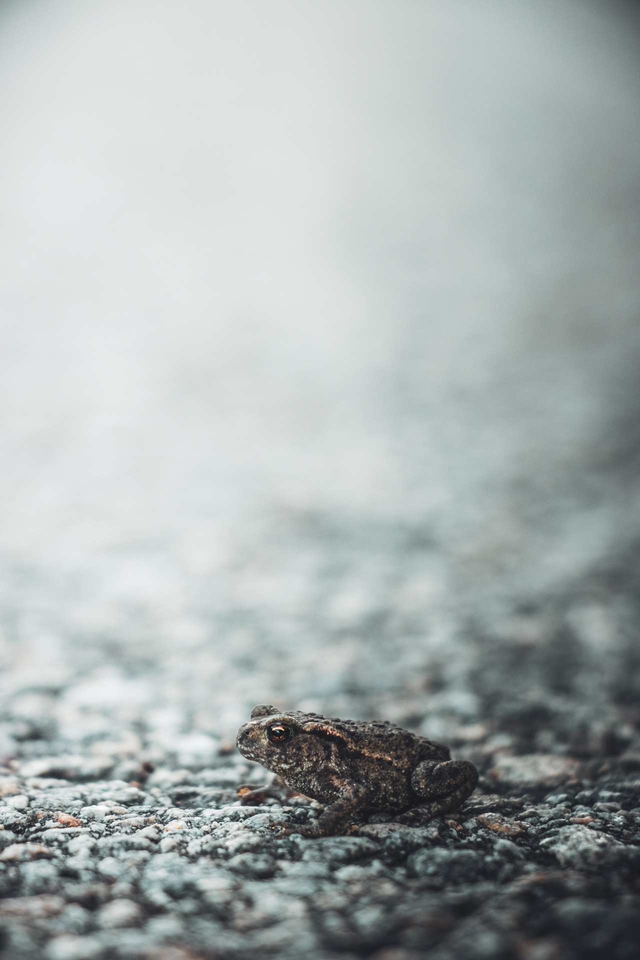 zvířata :: david ullmann